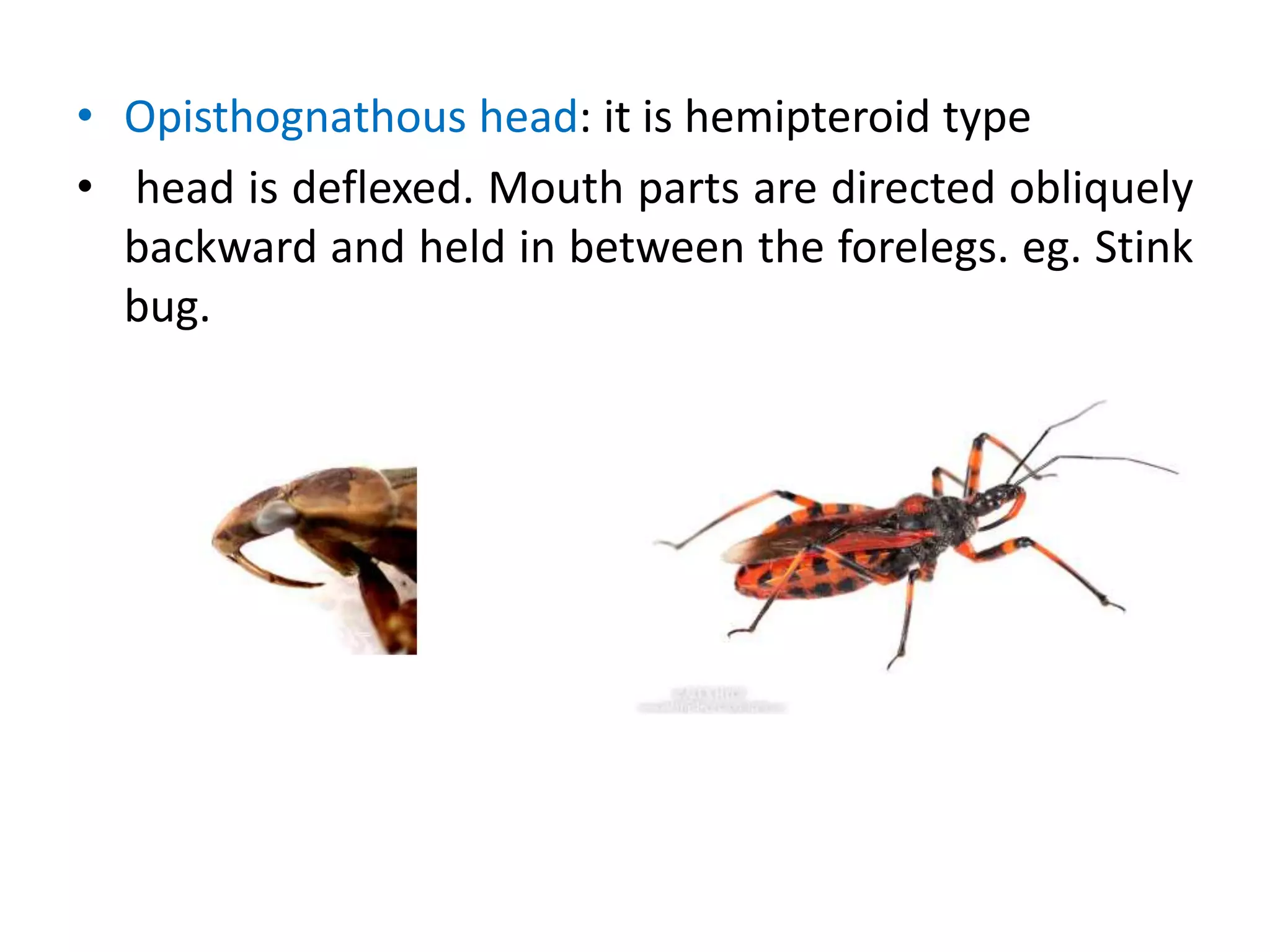 Fundamental entomology- sushmetha | PPTX