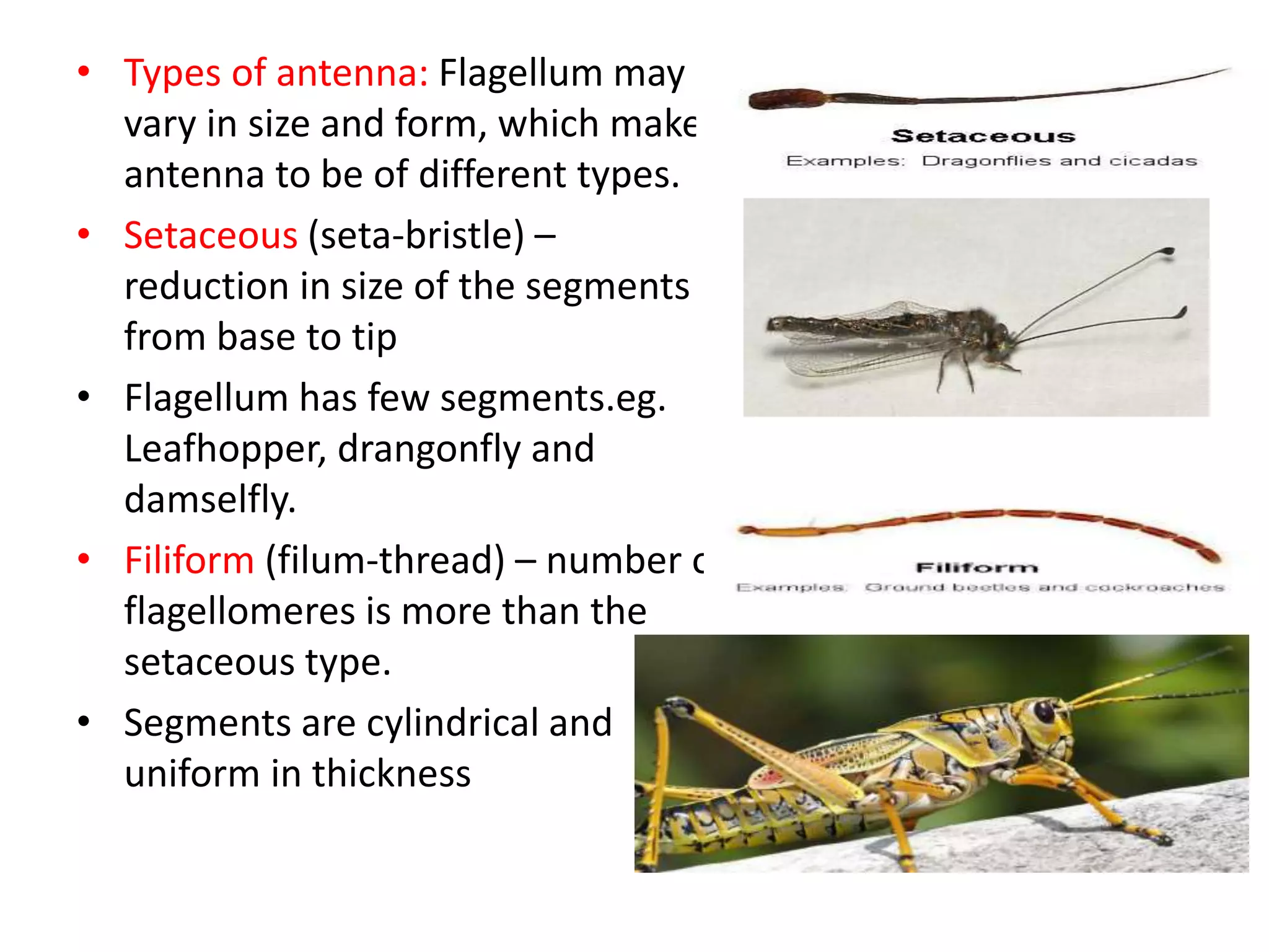 Fundamental entomology- sushmetha | PPTX