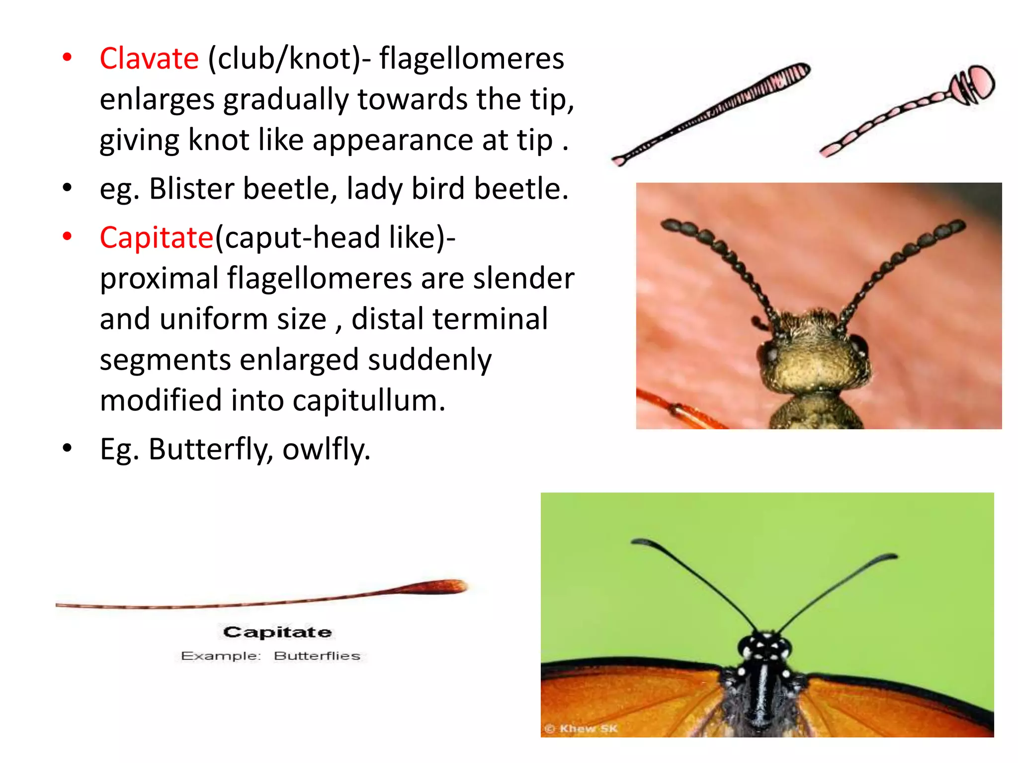 Fundamental entomology- sushmetha | PPTX