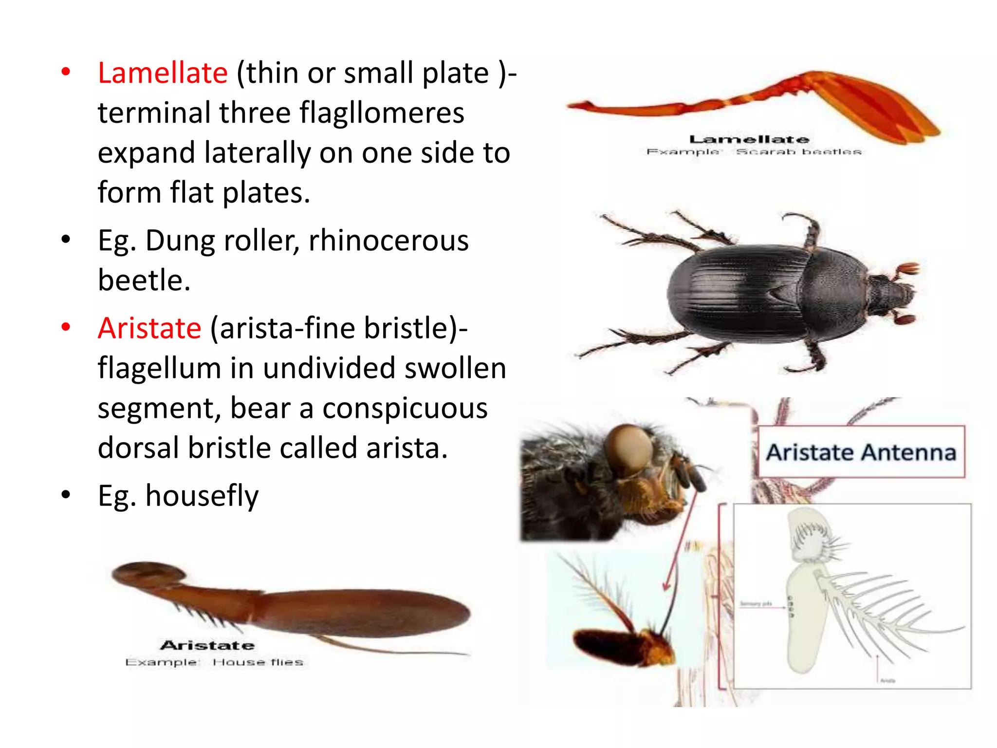 Fundamental entomology- sushmetha | PPTX