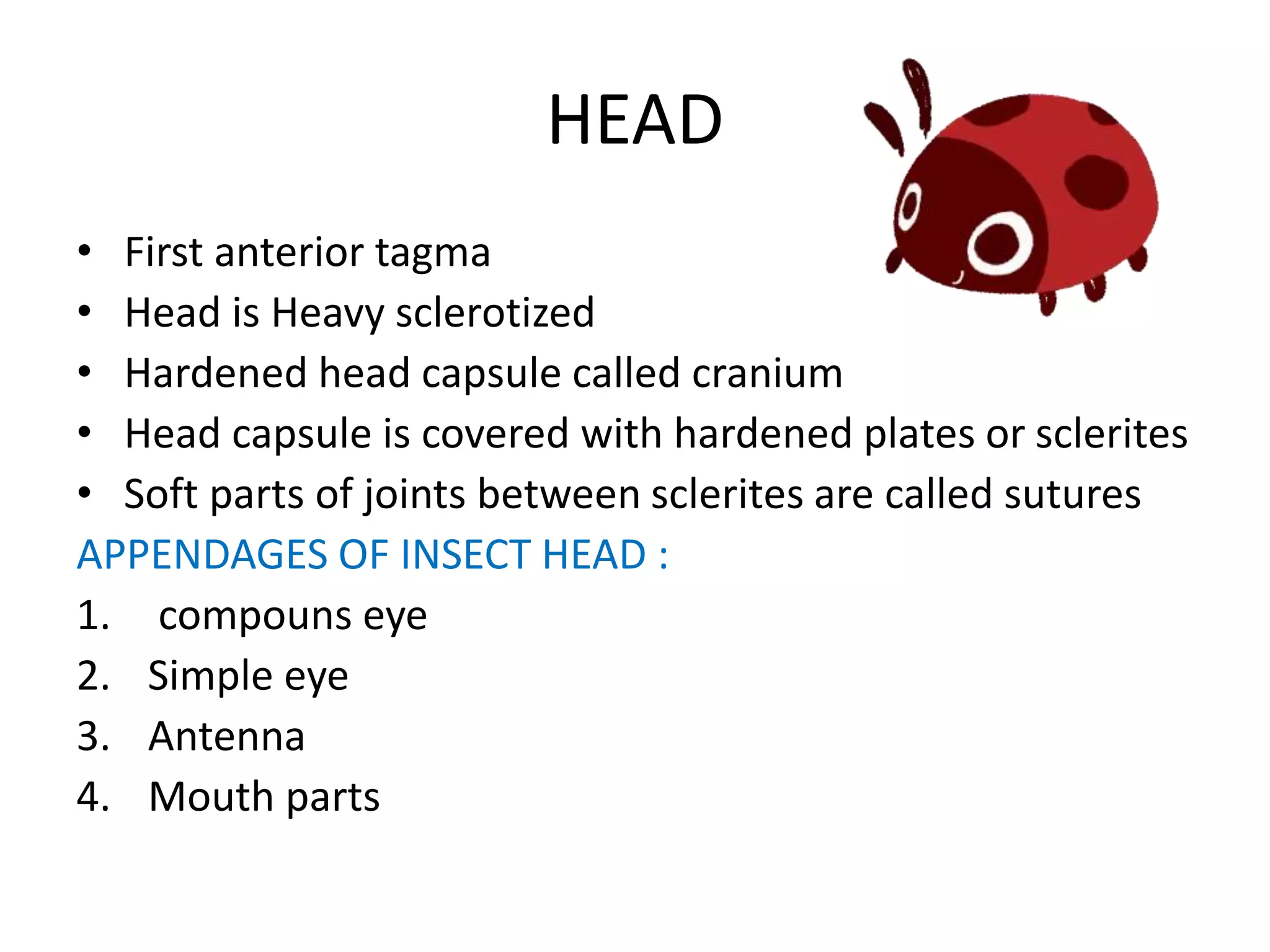Fundamental entomology- sushmetha | PPTX