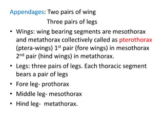 Fundamental entomology- sushmetha | PPTX