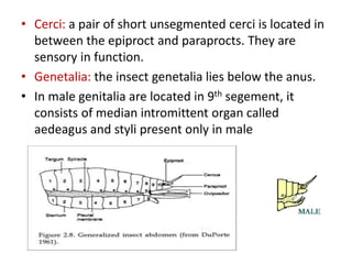 Fundamental entomology- sushmetha | PPTX