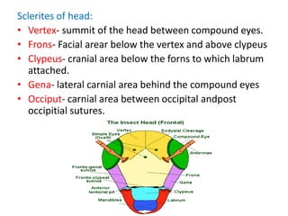 Fundamental entomology- sushmetha | PPTX
