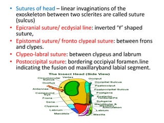 Fundamental entomology- sushmetha | PPTX