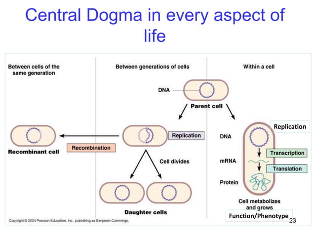 Fundamental_molecular_biology and genetics.pptx