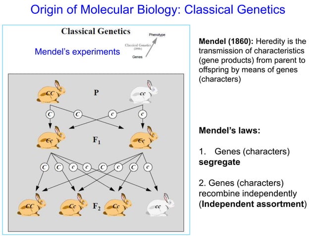 Fundamental_molecular_biology and genetics.pptx