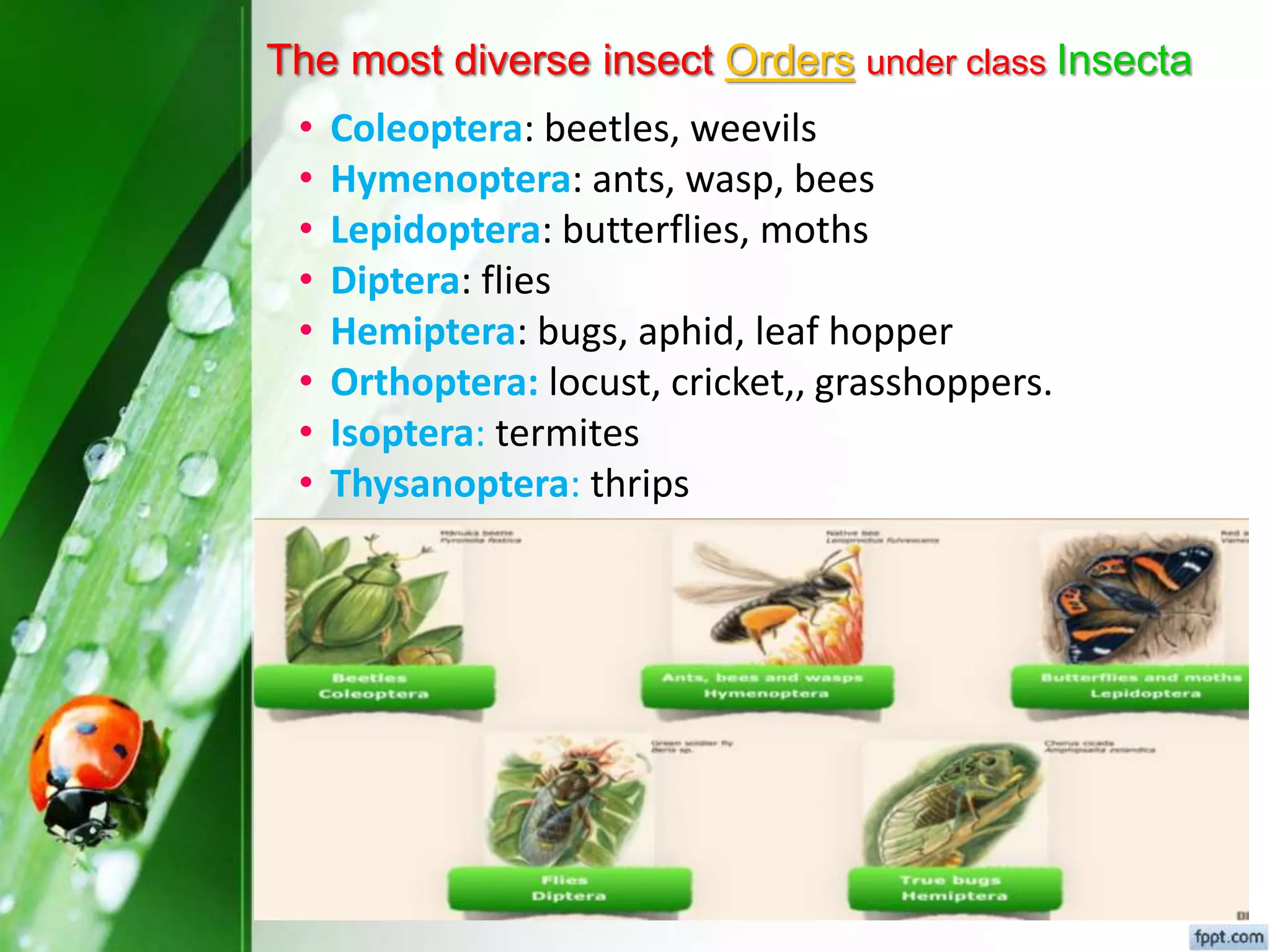 Fundamental of entomology Dr.Sunil Prajapati | PPTX