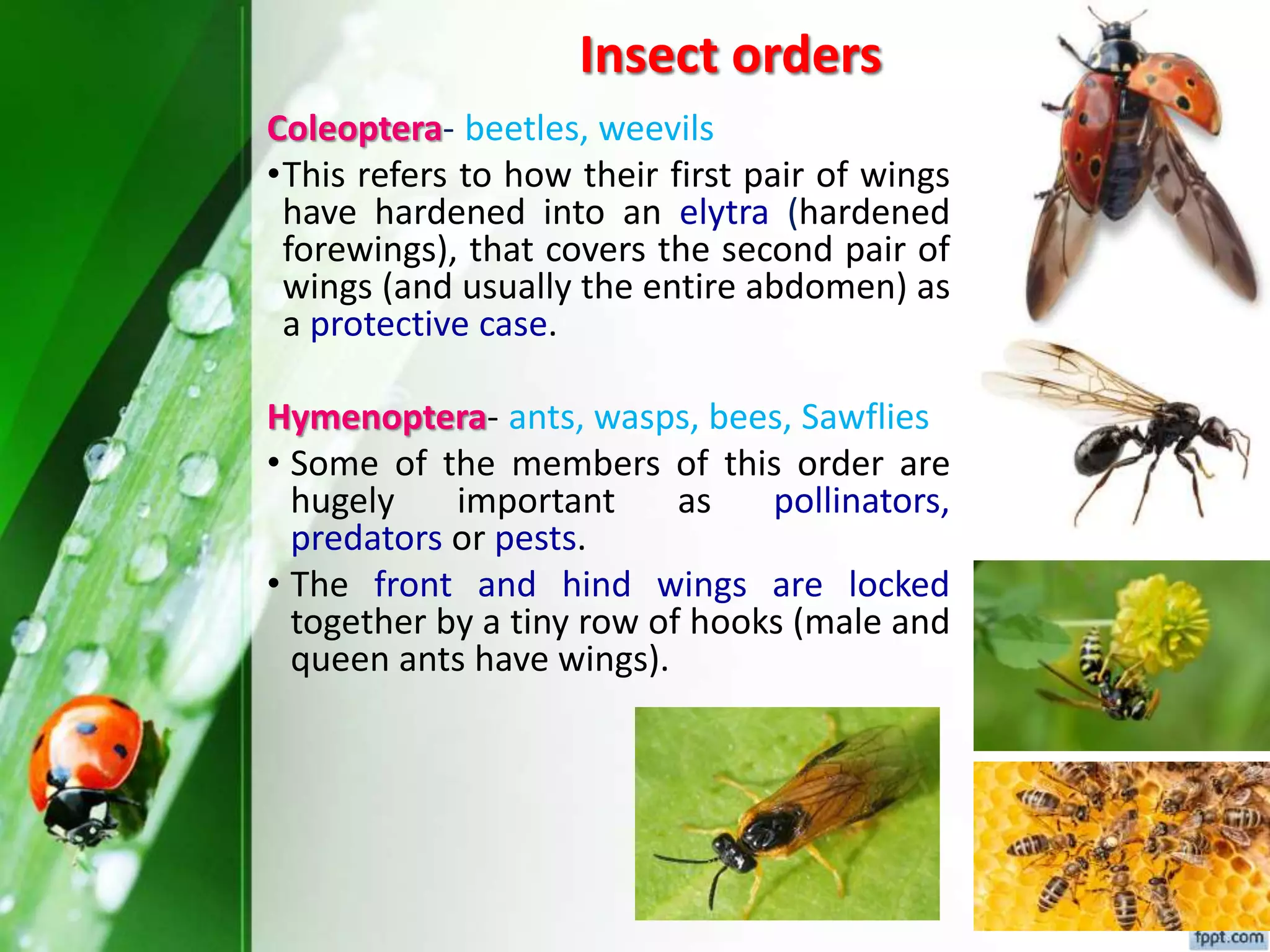 Fundamental of entomology Dr.Sunil Prajapati | PPTX