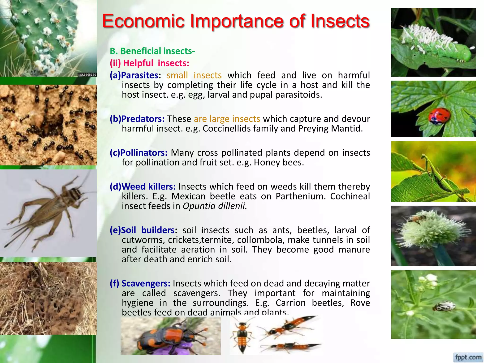 Fundamental of entomology Dr.Sunil Prajapati | PPTX