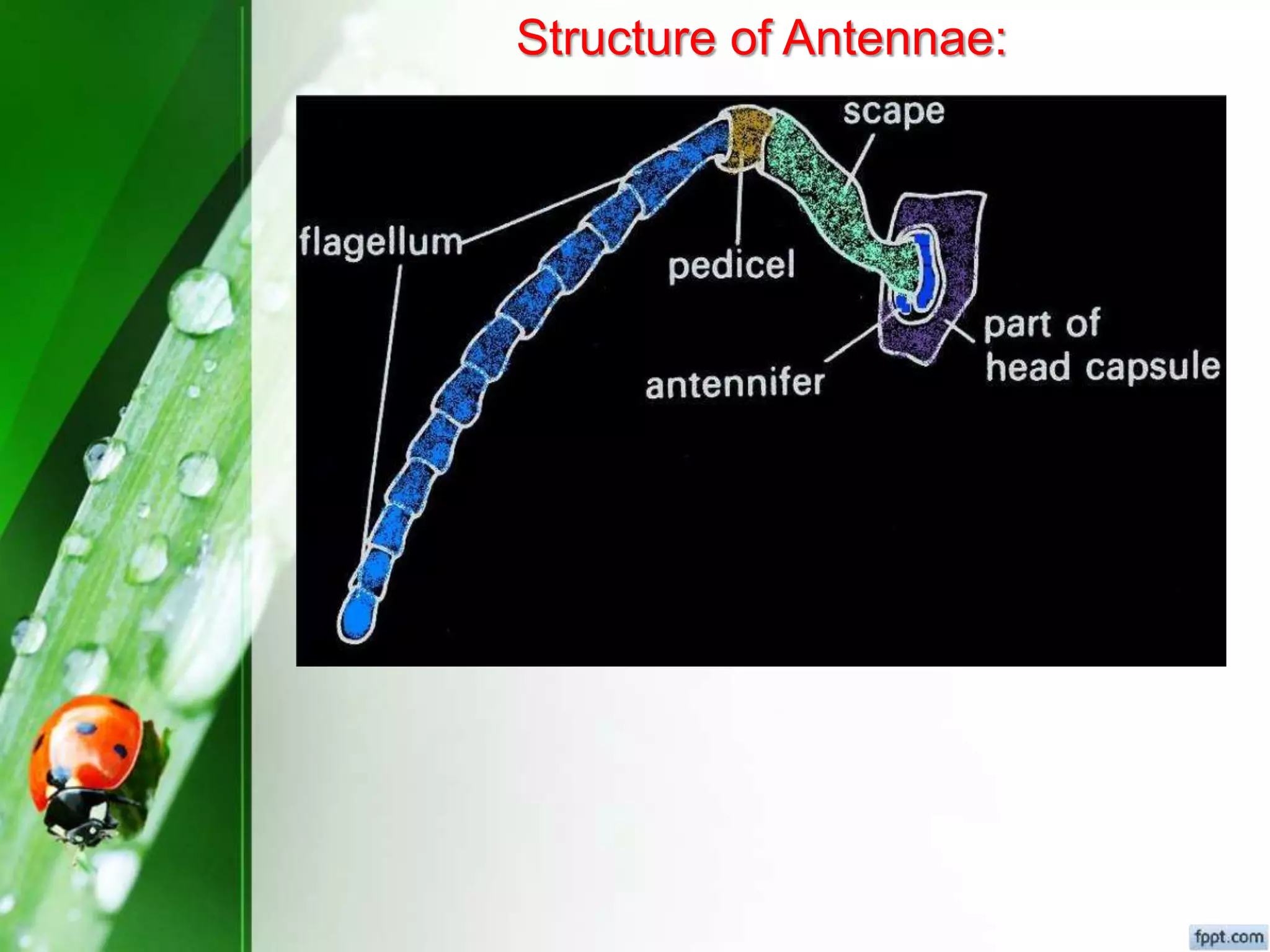 Fundamental of entomology Dr.Sunil Prajapati | PPTX