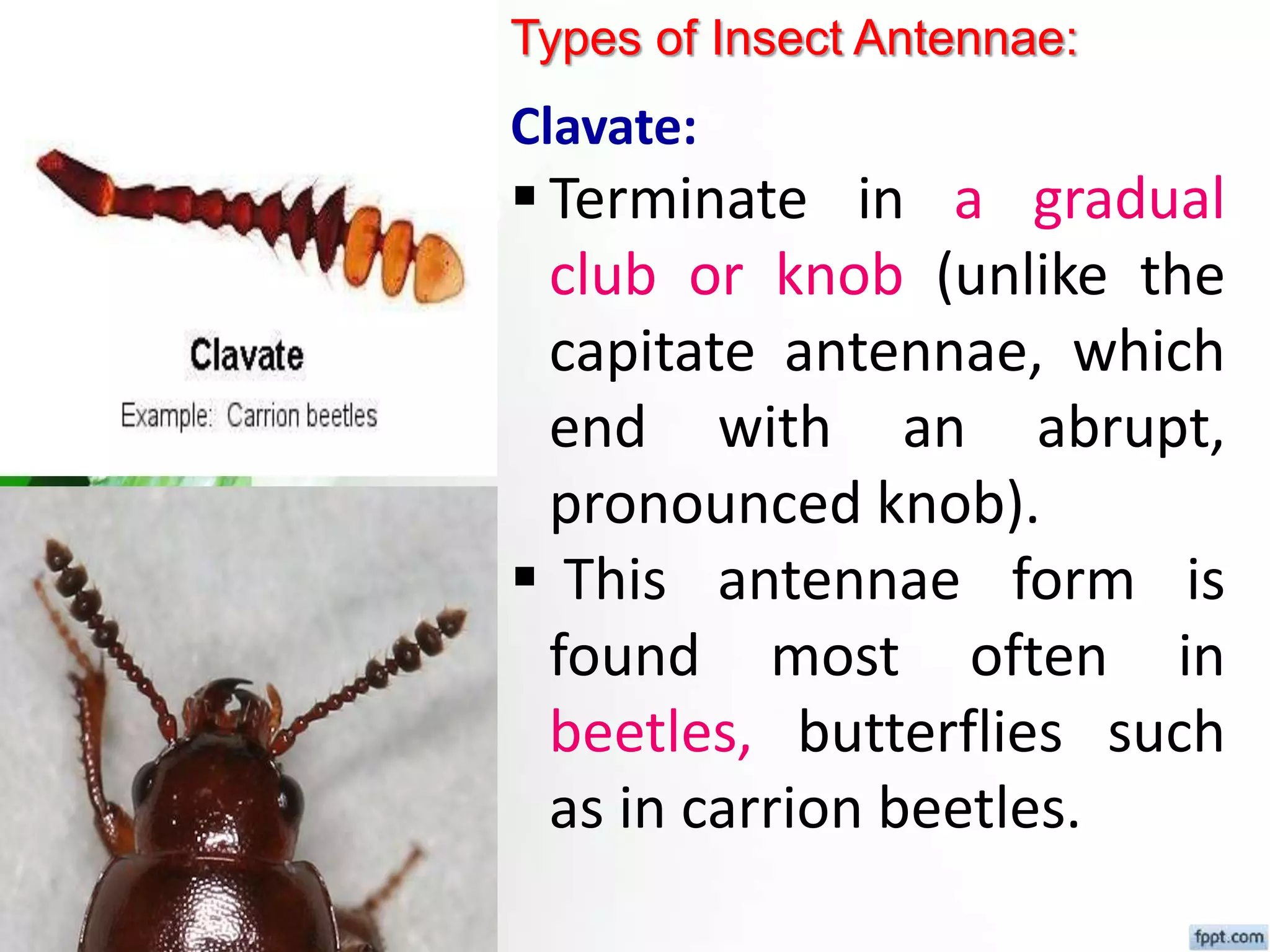Fundamental of entomology Dr.Sunil Prajapati | PPTX