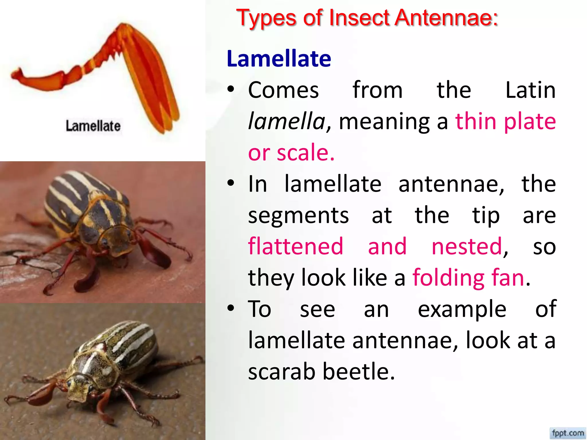 Fundamental of entomology Dr.Sunil Prajapati | PPTX