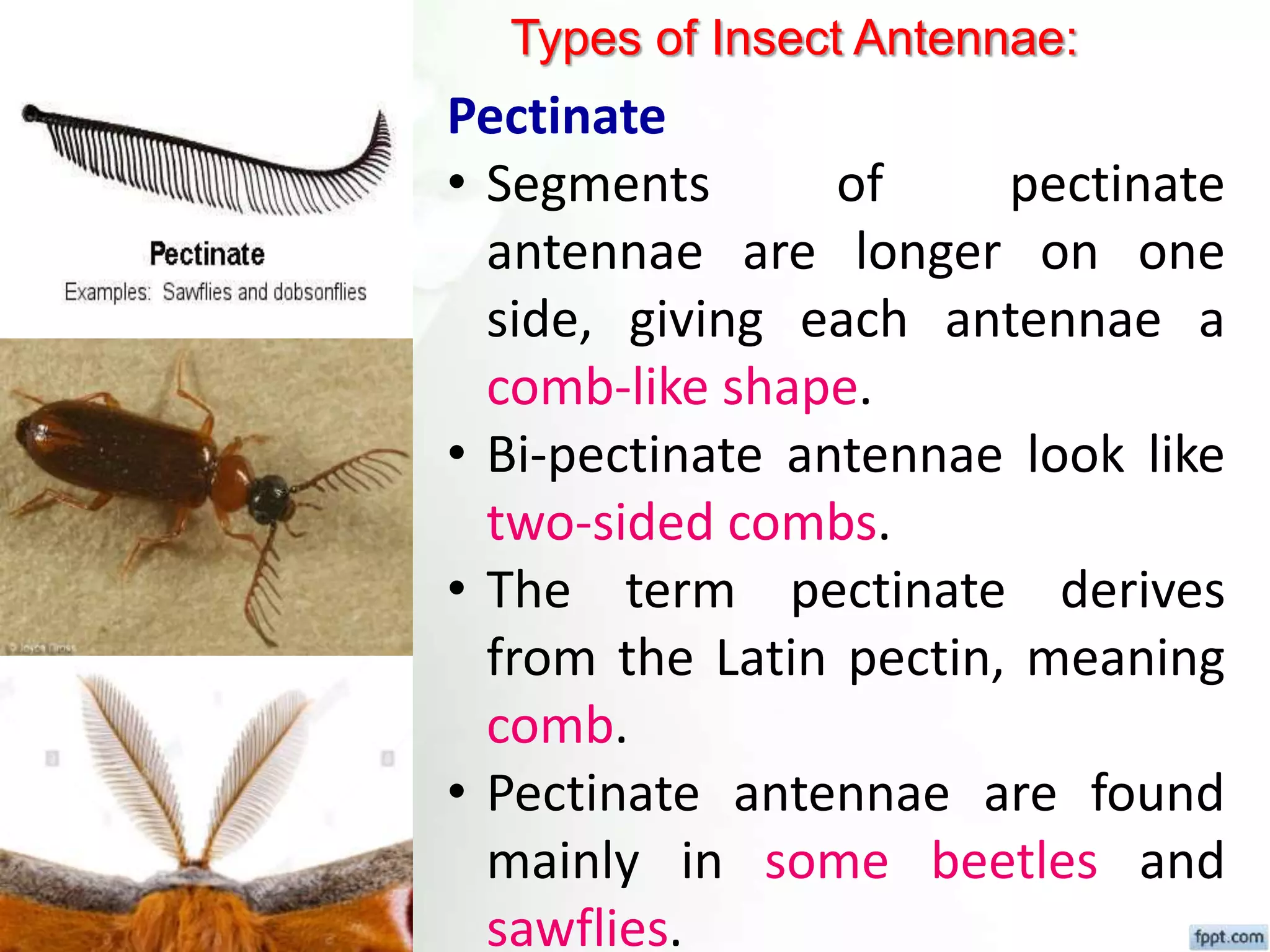 Fundamental of entomology Dr.Sunil Prajapati | PPTX