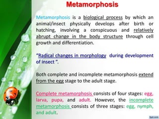Fundamental of entomology Dr.Sunil Prajapati | PPTX