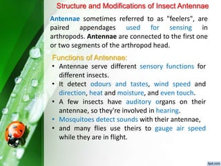 Fundamental of entomology Dr.Sunil Prajapati | PPTX