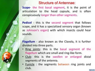 Fundamental of entomology Dr.Sunil Prajapati | PPT