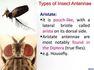 Fundamental of entomology Dr.Sunil Prajapati | PPT