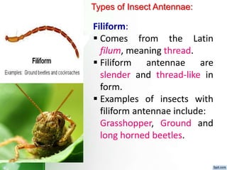 Fundamental of entomology Dr.Sunil Prajapati | PPT