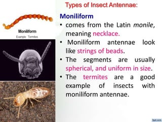 Fundamental of entomology Dr.Sunil Prajapati | PPT