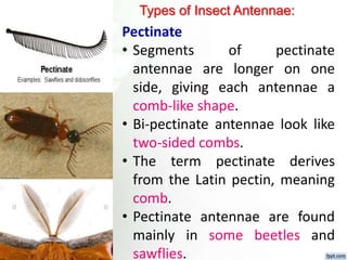 Fundamental of entomology Dr.Sunil Prajapati | PPT