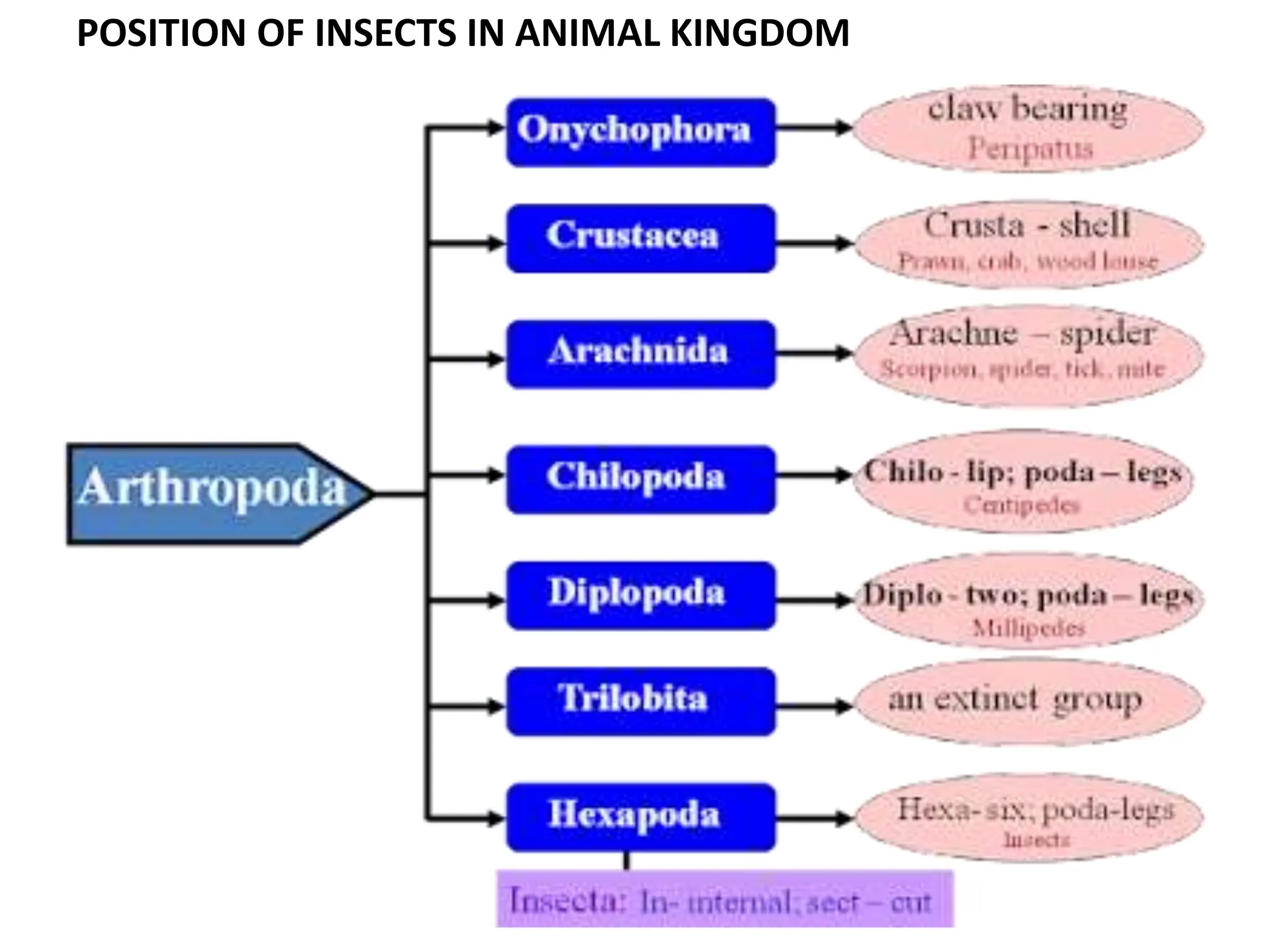 FUNDAMENTAL OF ENTOMOLOGY notes for b sc agriculture | PPTX