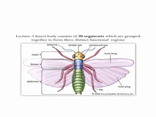 FUNDAMENTAL OF ENTOMOLOGY notes for b sc agriculture | PPTX