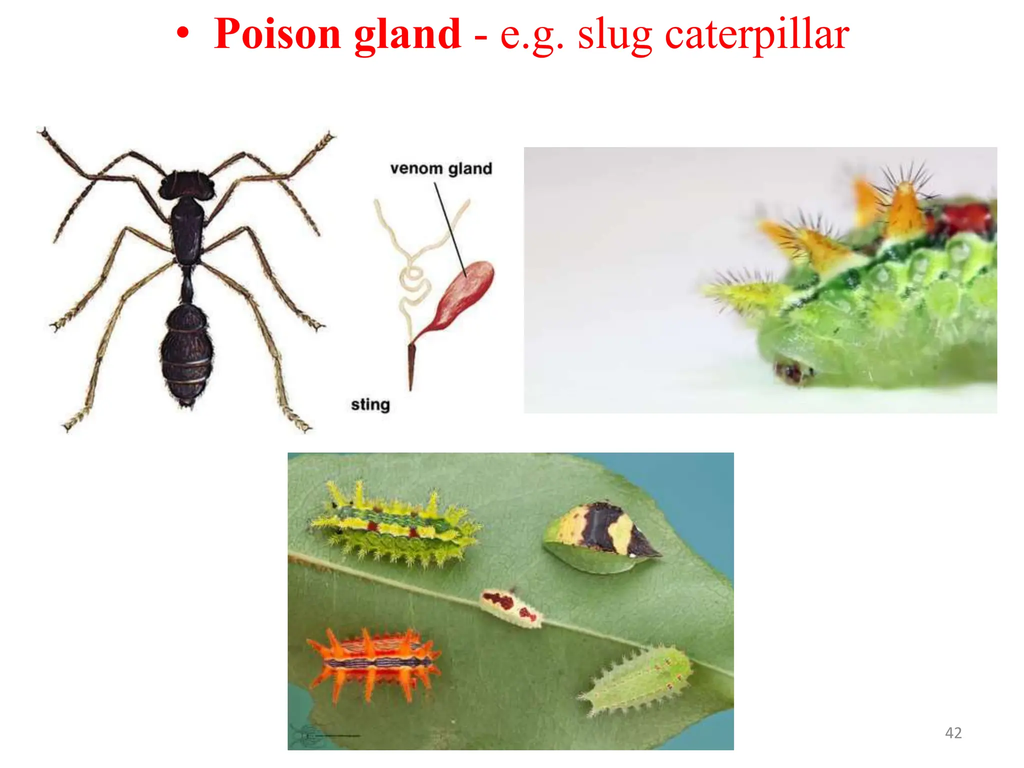 basic entomology with insect anatomy and taxonomy | PPTX