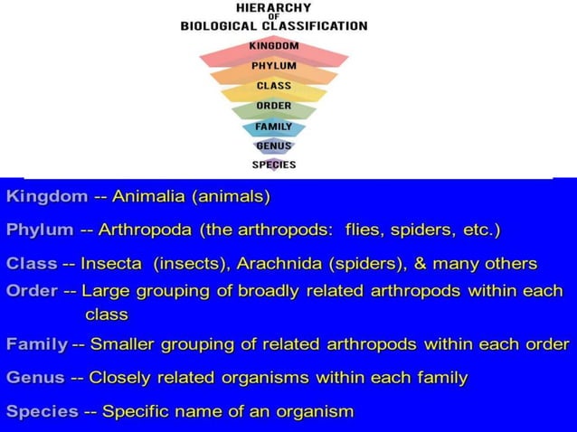 basic entomology with insect anatomy and taxonomy | PPTX