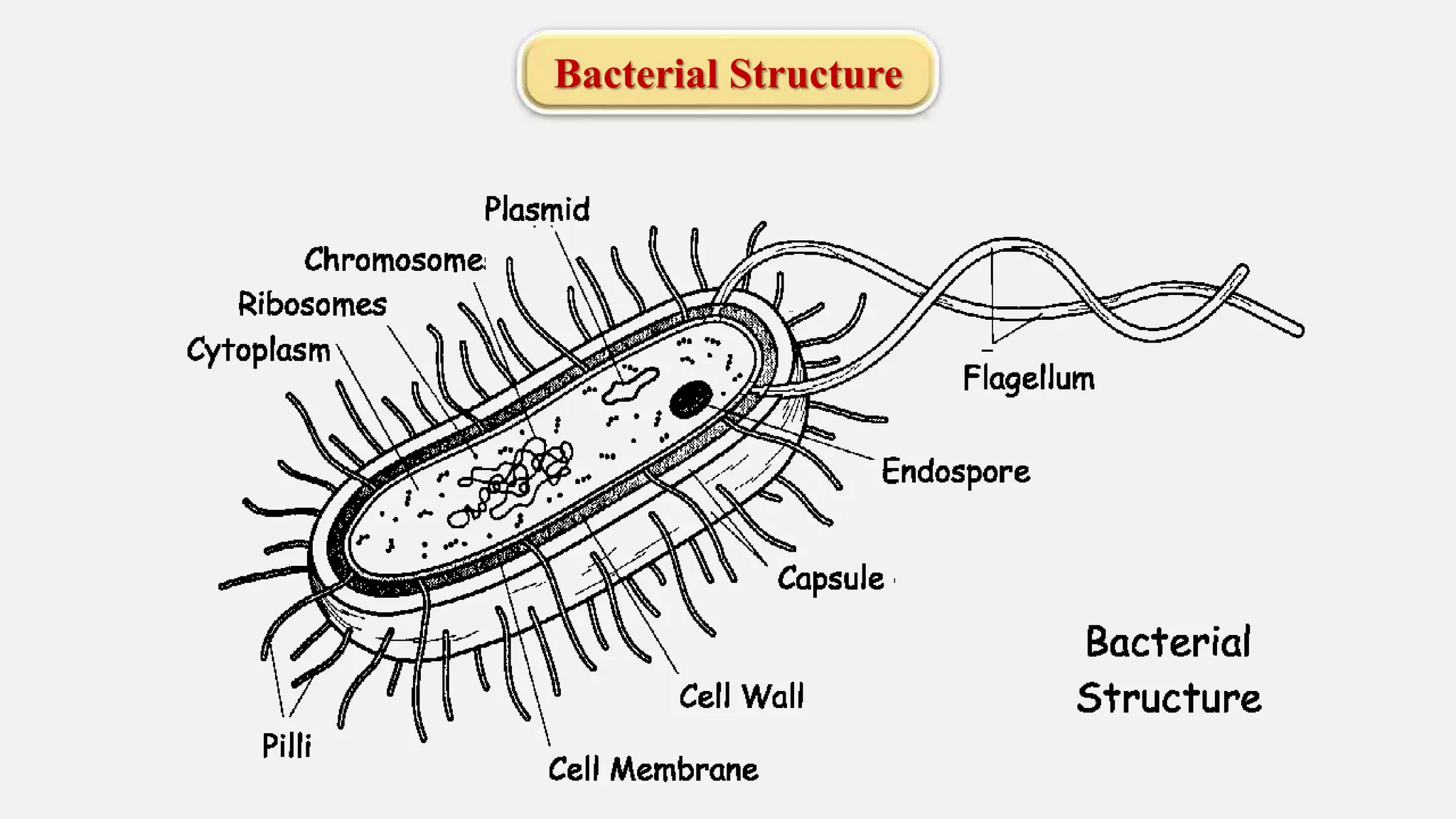 Fundamental principles of microbiology | PPTX