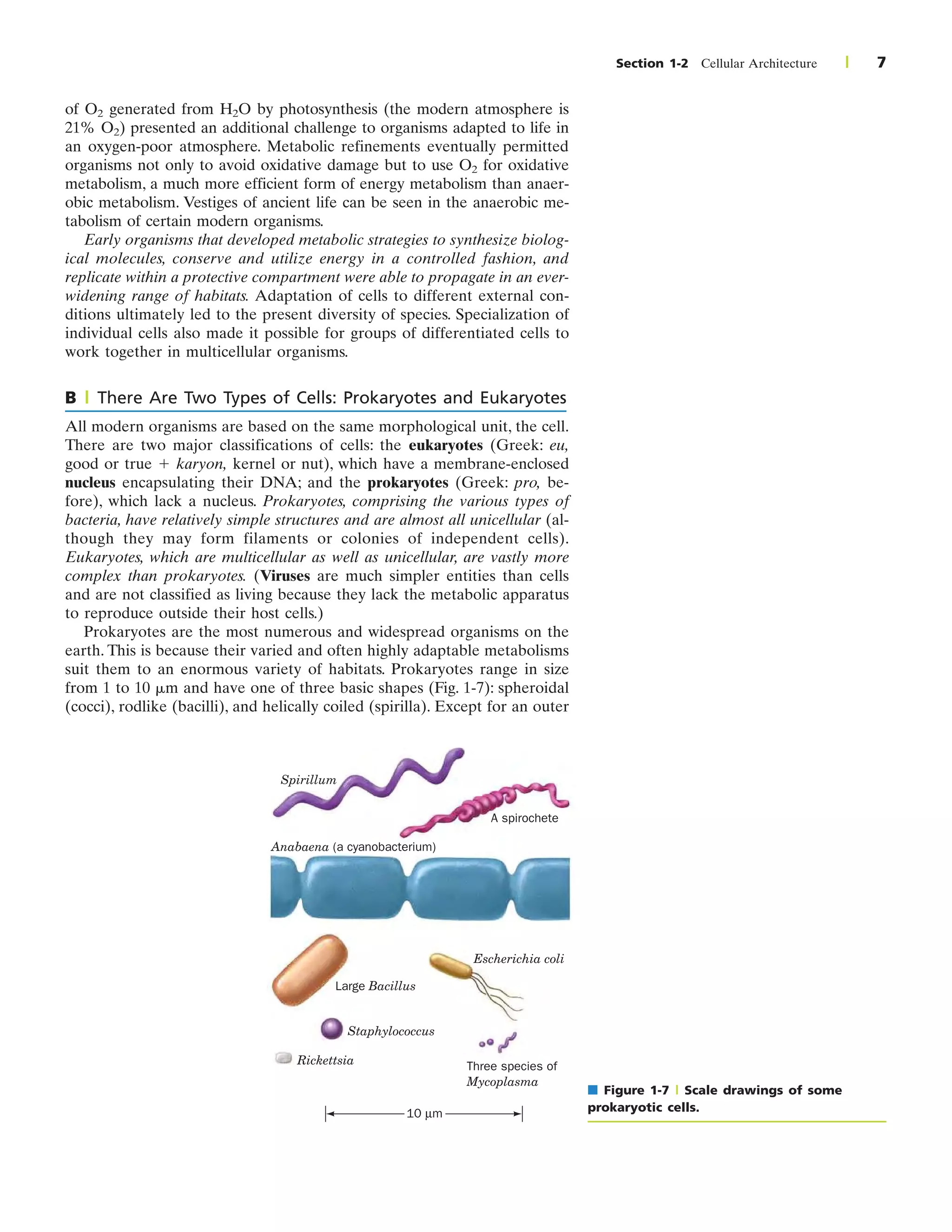 Fundamentals Of Biochemistry Life At The Molecular Level D Voet J Voet C Pratt Wiley