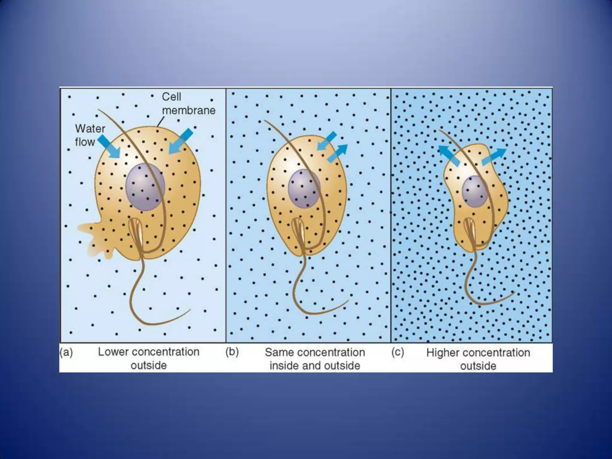 Fundamentals of biology | PPTX