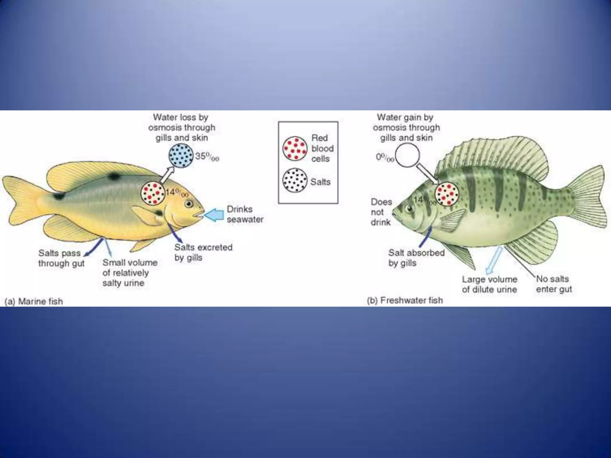 Fundamentals of biology | PPTX
