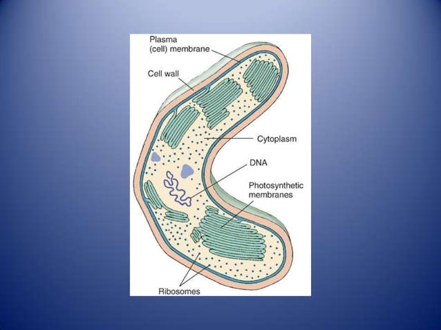 Fundamentals of biology | PPTX