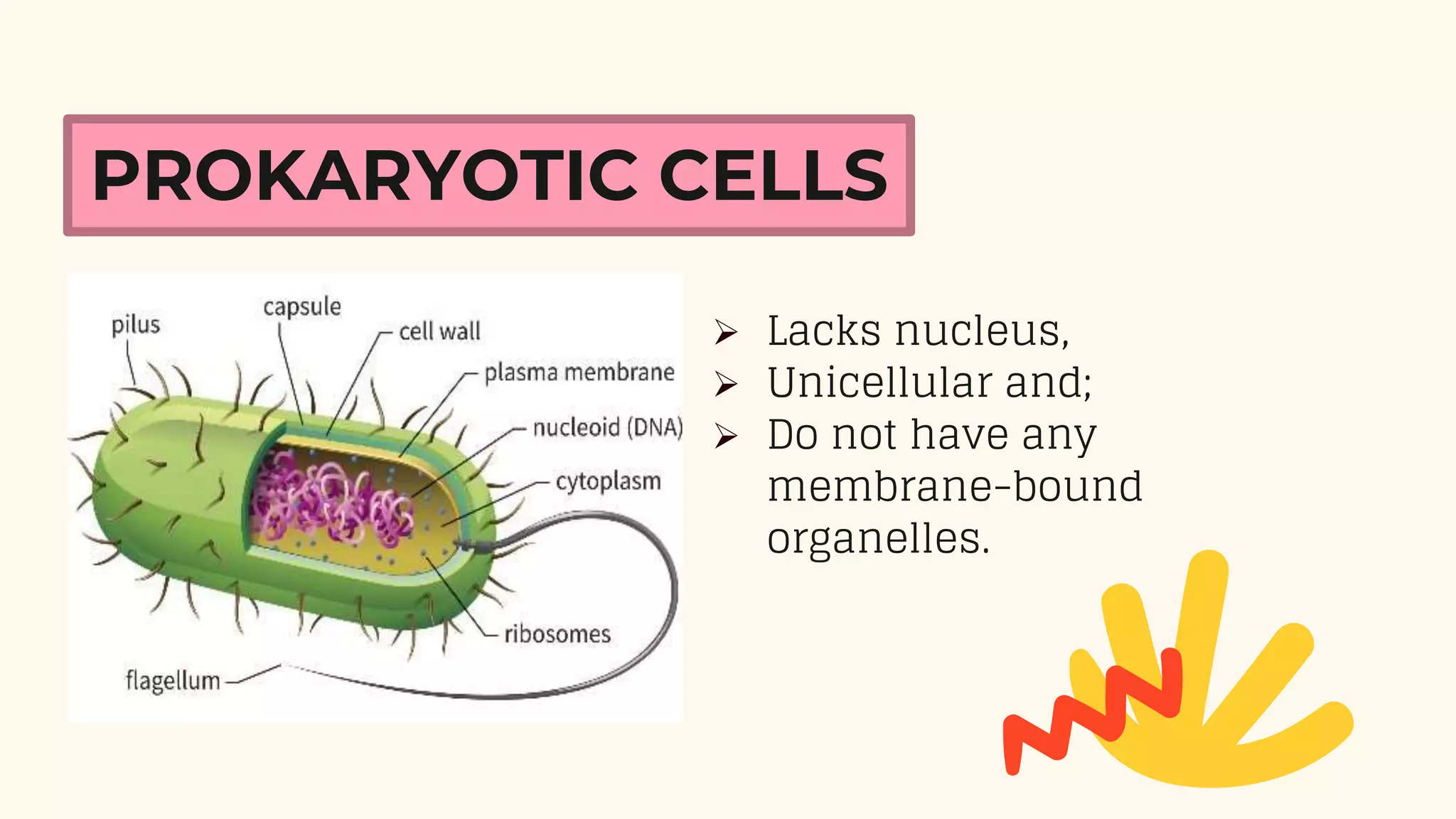 FUNDAMENTALS OF BIOLOGY WEEK 3-4.pptx
