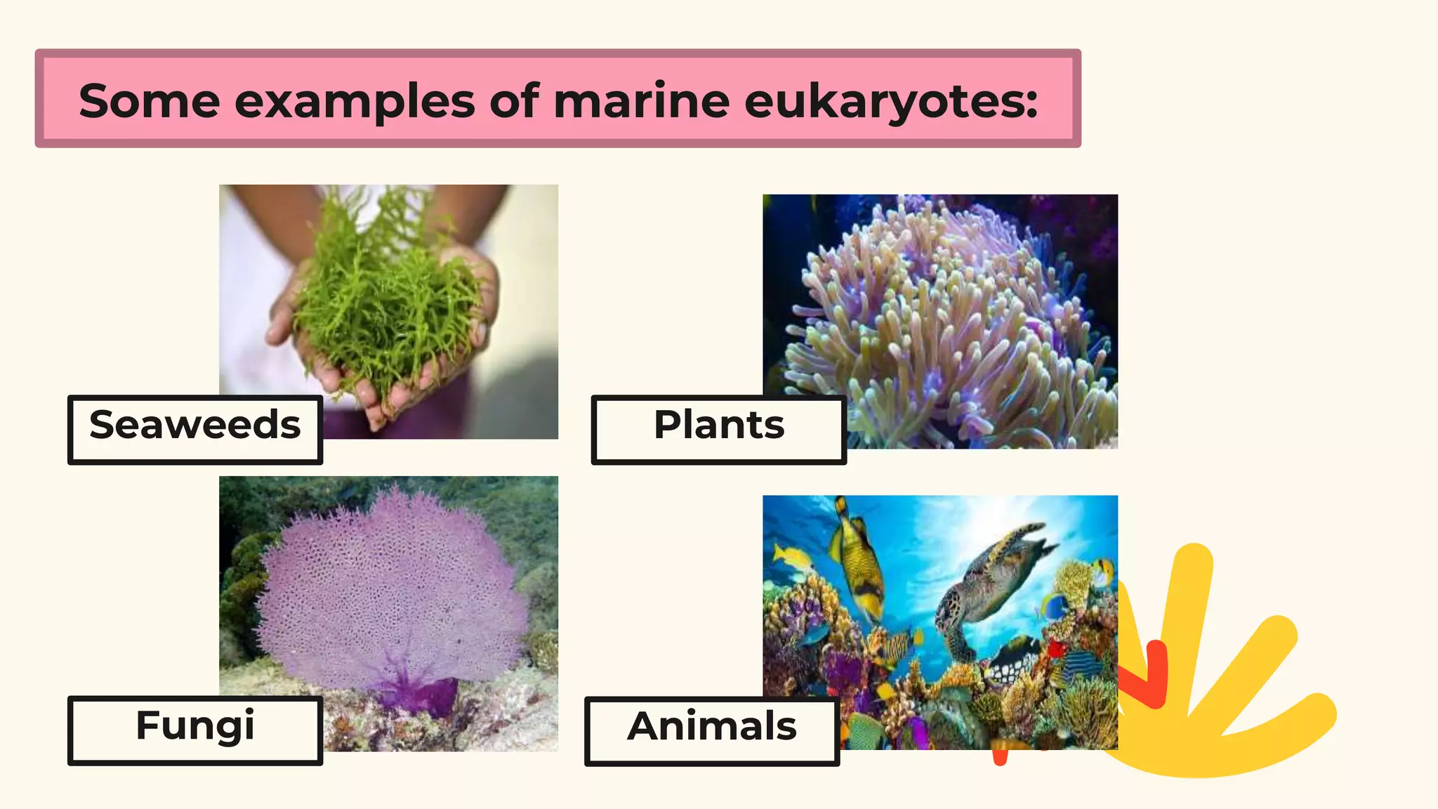 FUNDAMENTALS OF BIOLOGY WEEK 3-4.pptx
