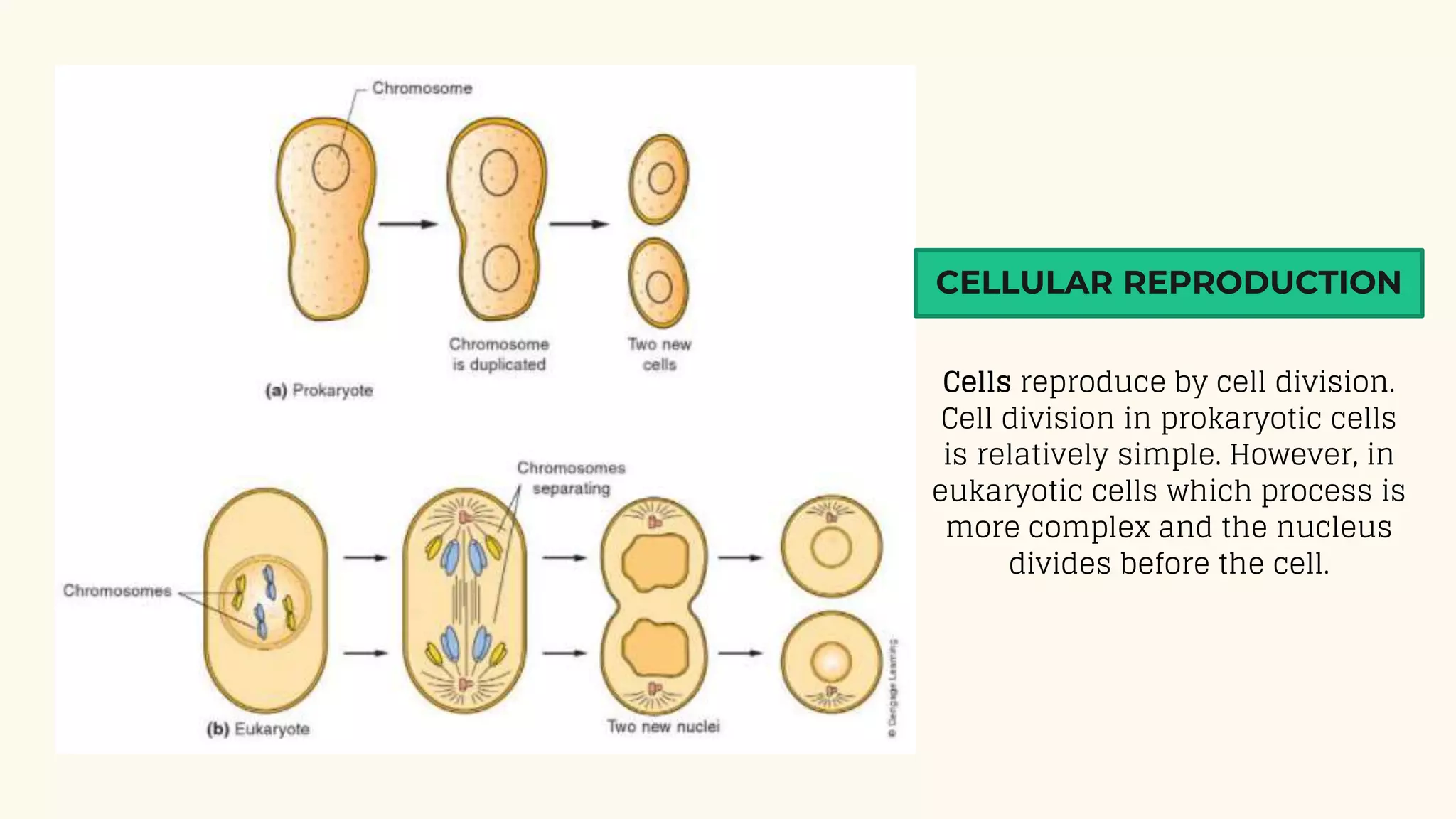 FUNDAMENTALS OF BIOLOGY WEEK 3-4.pptx