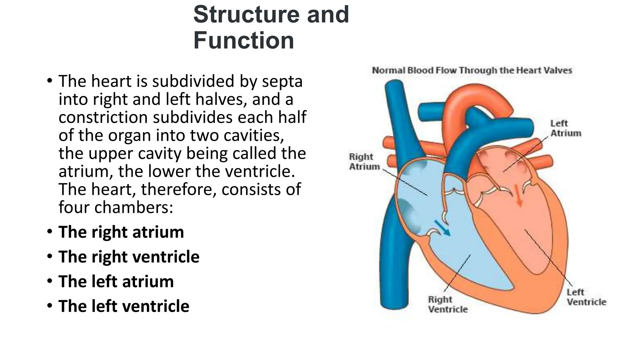 FUNDAMENTALS OF CARDIOVASCULAR SYSTEM, BHM 2ND SEM.pptx