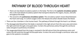 FUNDAMENTALS OF CARDIOVASCULAR SYSTEM, BHM 2ND SEM.pptx