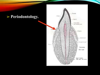 fundamentals of dental technology.pptx