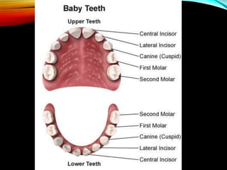 fundamentals of dental technology.pptx