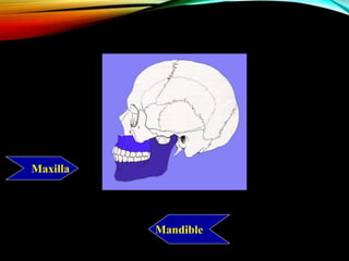 fundamentals of dental technology.pptx
