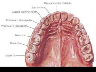 fundamentals of dental technology.pptx