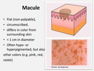 fundamentals of dermatology HO final.pptx