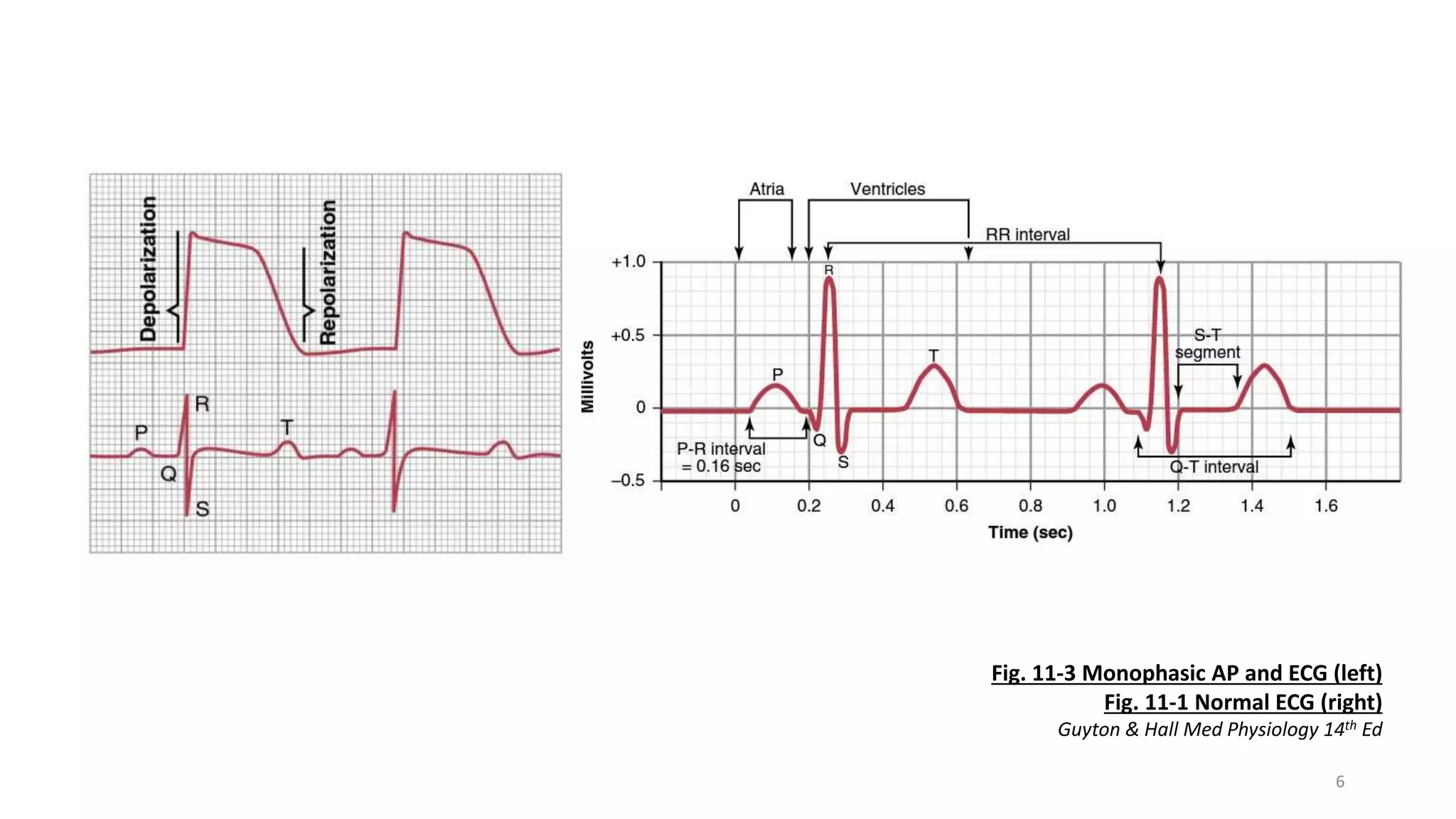 Fundamentals of Electrocardiography | PPTX