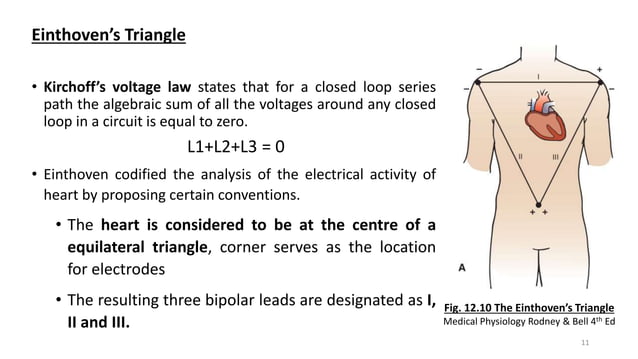 Fundamentals of Electrocardiography | PPTX | Heart and Cardiovascular Diseases | Diseases and ...