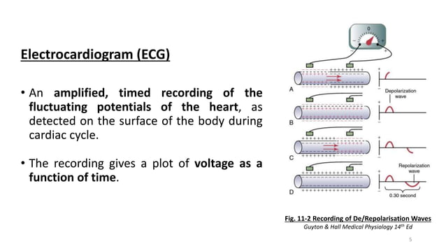 Fundamentals of Electrocardiography | PPTX | Heart and Cardiovascular ...