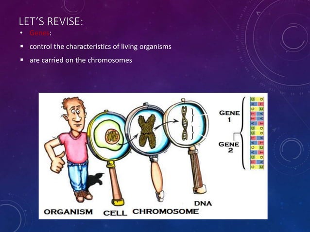 Fundamentals of genetics | PPT | Genetics | Science