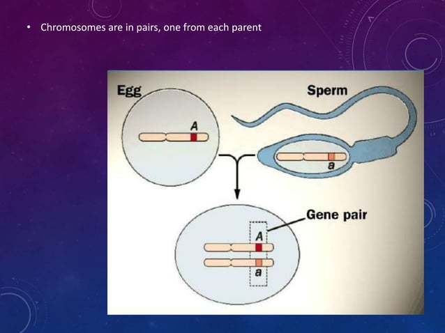 Fundamentals of genetics | PPT | Genetics | Science