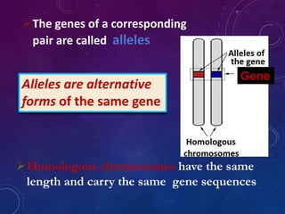 Fundamentals of genetics | PPT